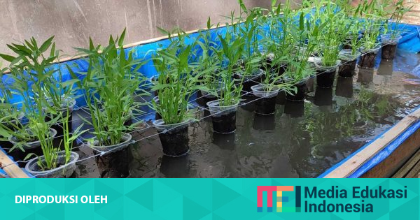 Mengenal Akuaponik: Pengertian, Komponen, dan Manfaatnya - Media ...