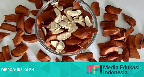 Ini Khasiat Biji Mahoni yang Jarang Orang Tahu!