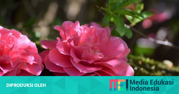 Fakta Unik Middlemist Red, Salah Satu Bunga Terlangka di Dunia - Media ...