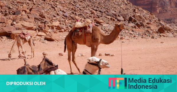 Beragam Khasiat Susu Unta Bagi Kesehatan, Bisa Kurangi Diare