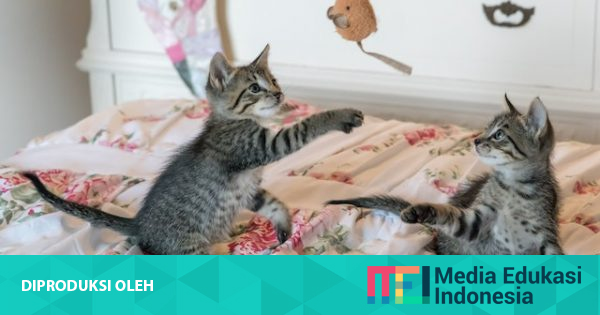 4 Bahasa Tubuh Kucing yang Penuh Makna - Life Hack