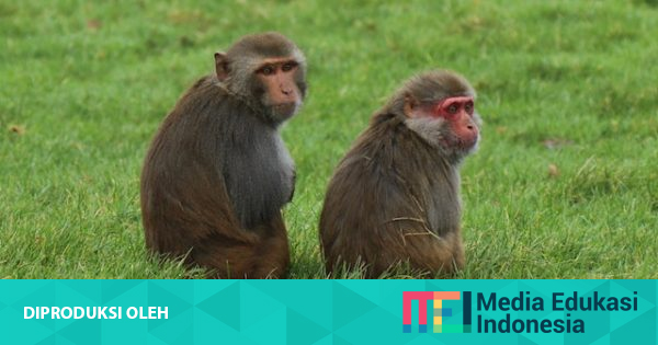 6 Perbedaan Monyet dan Kera, Jangan Sampai Salah! - Sains
