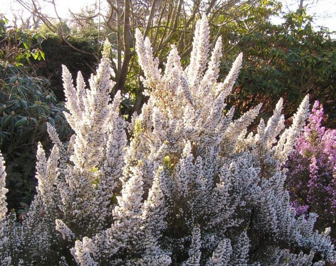 7 Bunga Favorit Ratu Elizabeth II, Penuh Makna